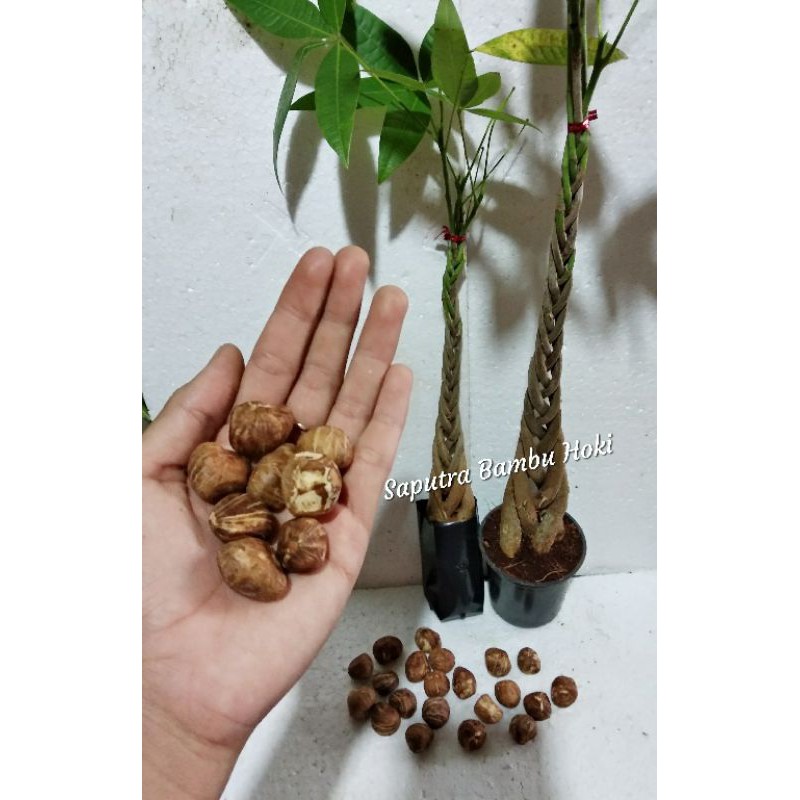Jual pacira (bibit pohon pacira) | Shopee Indonesia