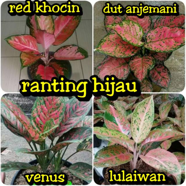 Jual Paket 4 bunga aglonema red khocin kocin,Venus, lulaiwan,dut ...