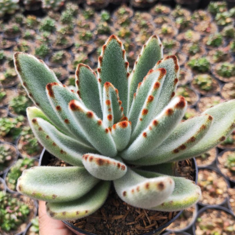 Jual KAKTUS SUKULEN kalanchoe tomentosa panda | Shopee Indonesia