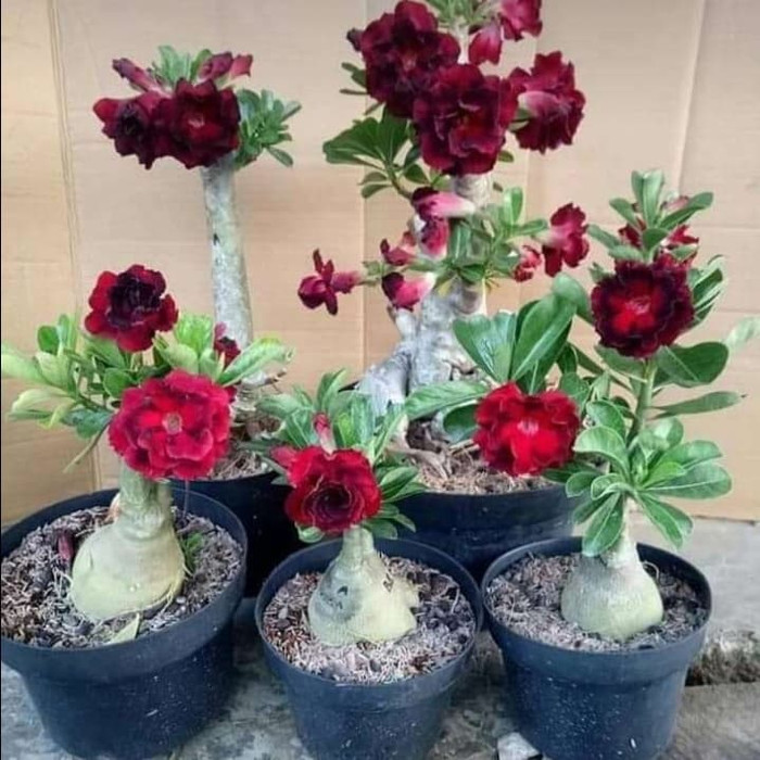 Jual PROMO BESAR !! Tanaman Hias bibit Adenium Bunga Merah Tumpuk ...