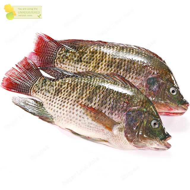 Jual Ikan Mujaer Fresh Ikan Mujair Ikan Air Tawar Segar | Shopee Indonesia