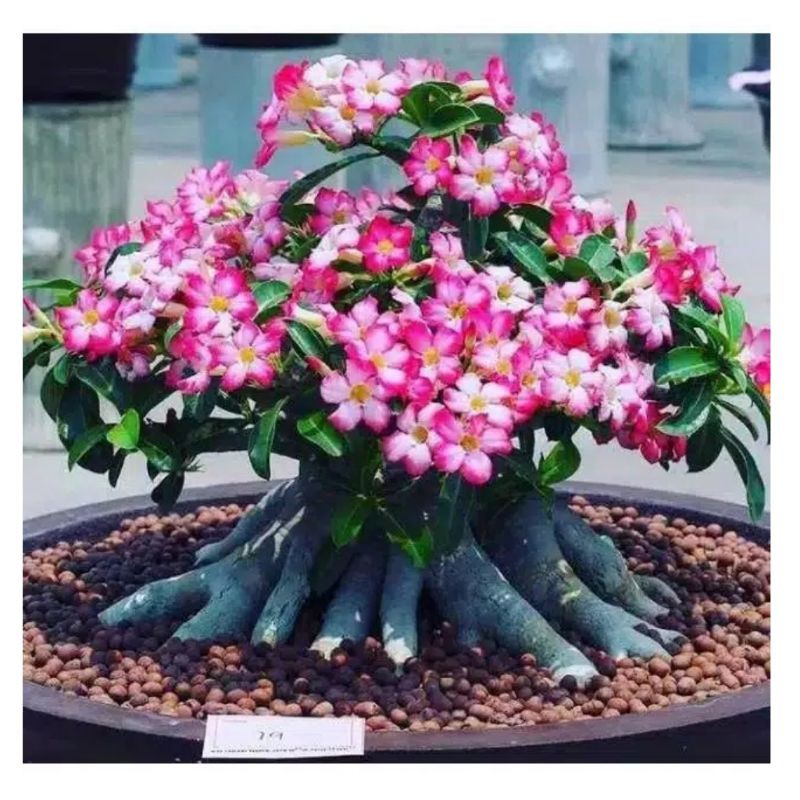 Jual Tanaman Hias Adenium Kamboja Jepang Bunga Tumpuk Pink Adenium