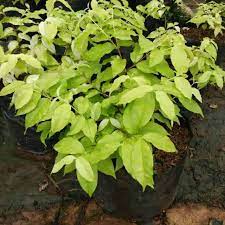 Jual Bibit tanaman rasbery (rubus idaeus) Pohon buah rasberry - bibit ...