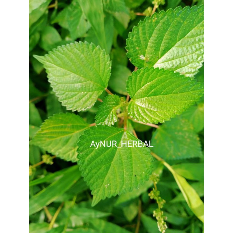 Jual Daun jelatang gatal/Pulus fresh paket 300 gram | Shopee Indonesia