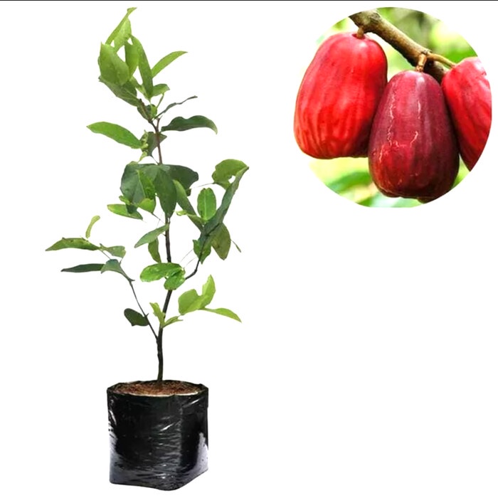 Jual VIRALL Bibit Tanaman Buah Jambu Bol Jamaica jamaika bool pohon ...