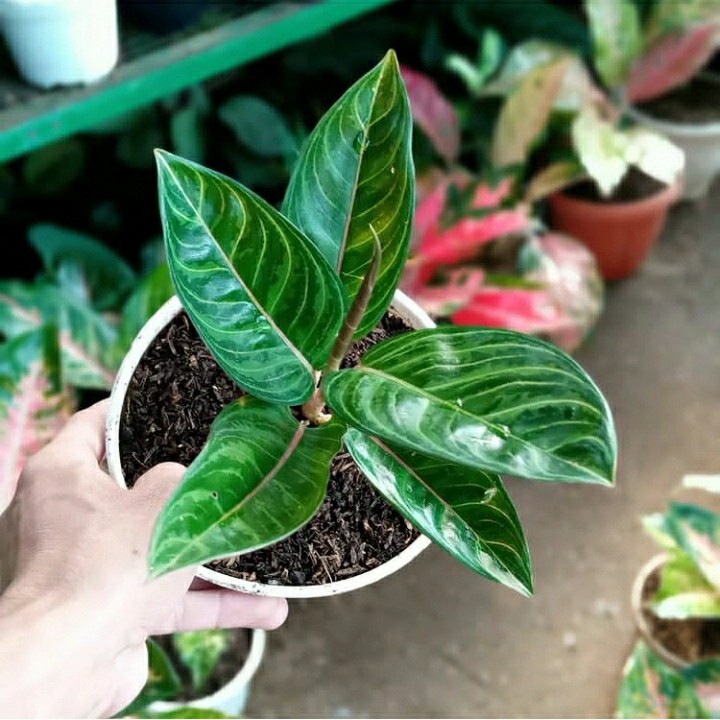 Jual aglonema madam suroyo | Shopee Indonesia