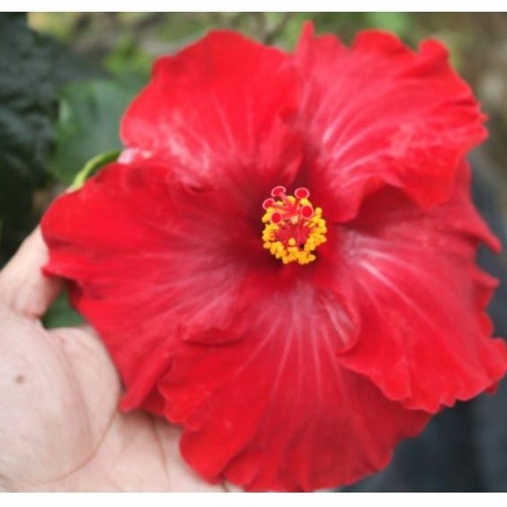 Jual bibit tanaman hias kembang bunga sepatu hybrid bangkok red glossy ...