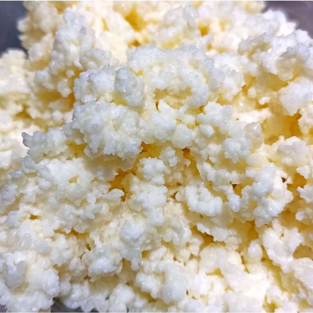 Jual Milk Kefir Grain | Bibit Kefir Susu | Kefir Kit | FRESA | Shopee ...
