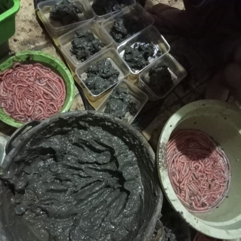 Jual Cacing nipah 70cm | Shopee Indonesia