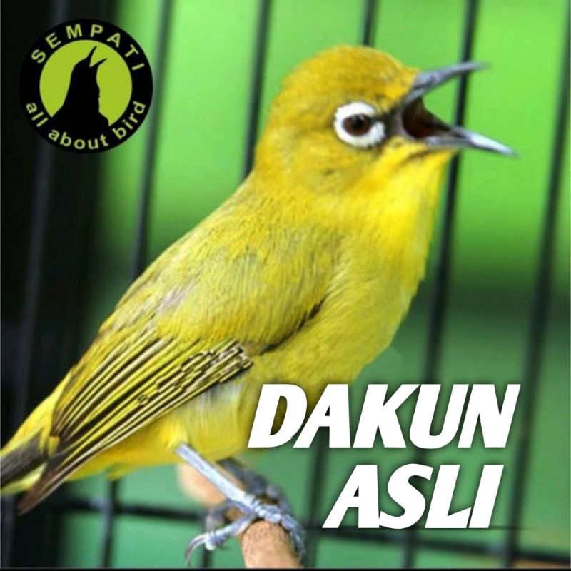 Jual Burung Pleci Dada Kuning Pacitan Jantan Rawatan Bukan Pleci ...