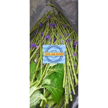 Jual Jual bunga pecut kuda segar atou kembang jarong segar per 1 kg ...