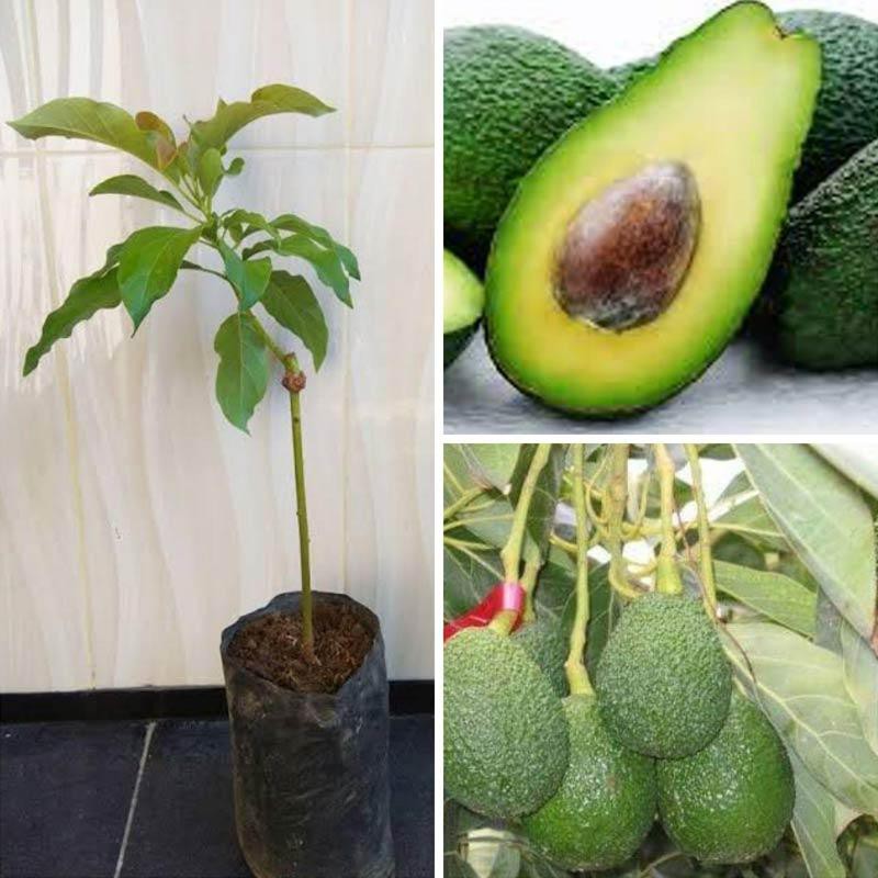 Jual Bibit Tanaman Buah Alpukat Lam Forte / Benih Tanaman Buah Alpukat ...