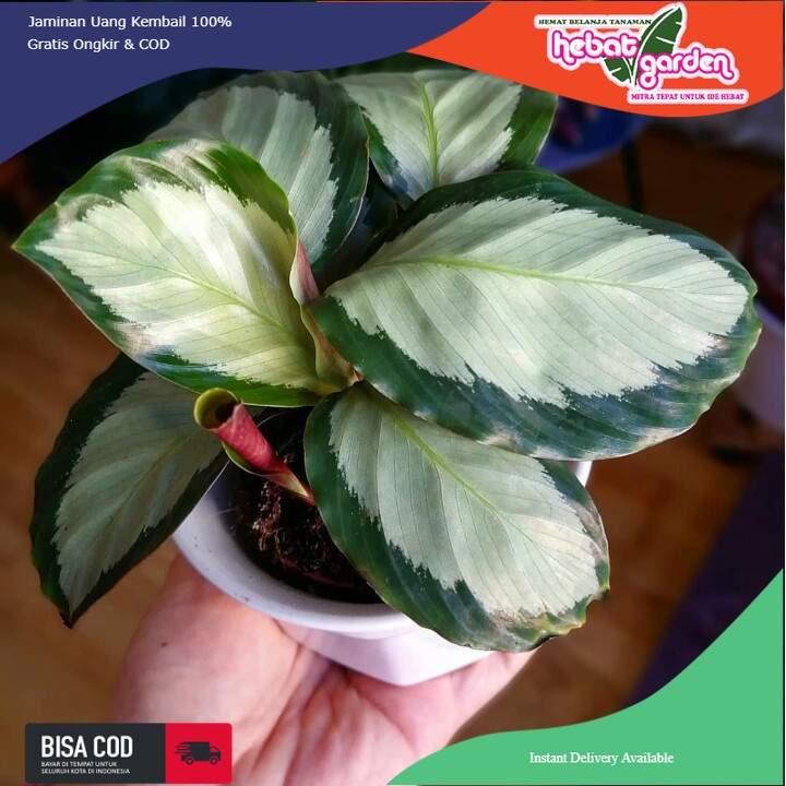 Jual Tanaman maranta Calathea Picturata | Shopee Indonesia