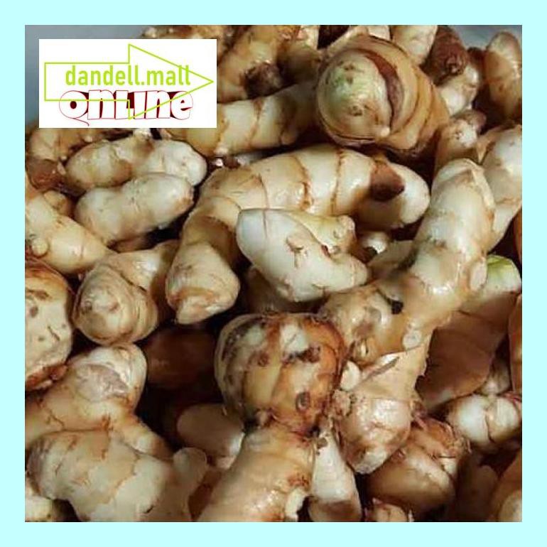 Jual Obts40 Kunyit / Temu Putih 1Kg Segar Curcuma Zedoaria Order ...