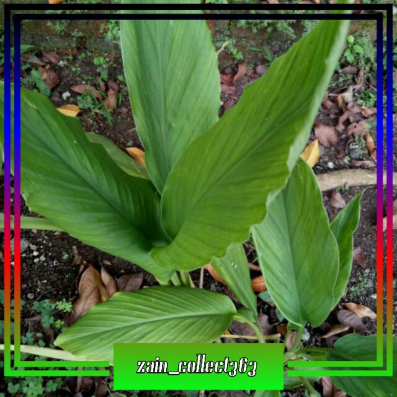 Jual Satu Ikat Daun Kunyit Segar | Shopee Indonesia