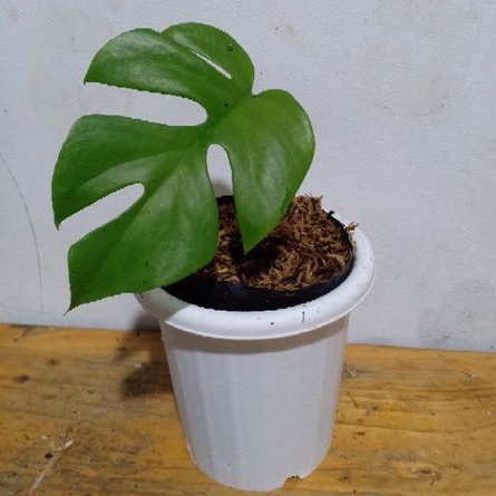 Jual Monstera mini Monstera minima | Shopee Indonesia