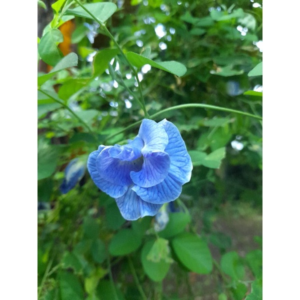 Jual Benih Bunga Telang Tumpuk Biru Muda (biji) | Shopee Indonesia