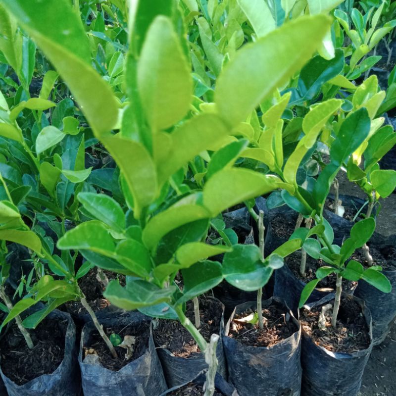 Jual BIBIT JERUK SAMBAL | Shopee Indonesia