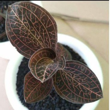 Jual Tanaman Hias Jewel Orchid Anoectochilus Setaceus Ki Aksara Jawel ...