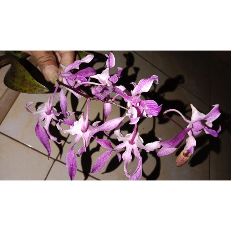 Jual Anggrek Dendrobium Caesar Purple | Shopee Indonesia