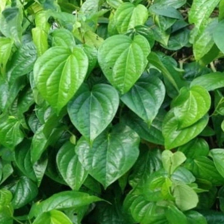 Jual Daun Sirih Sere Hijau Obat Segala Berbagai Macam Penyakit Kangker ...