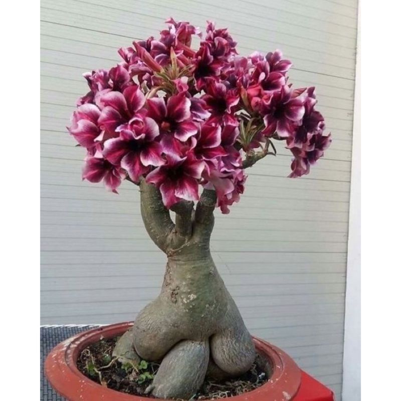 Jual PROMO!!ADENIUM KAMBOJA JEPANG BUNGA TUMPUK//BONSAI | Shopee Indonesia