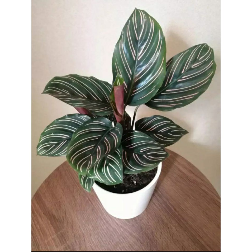 Jual Endah Garden tanaman bunga hias calathea ornata pin strip ...