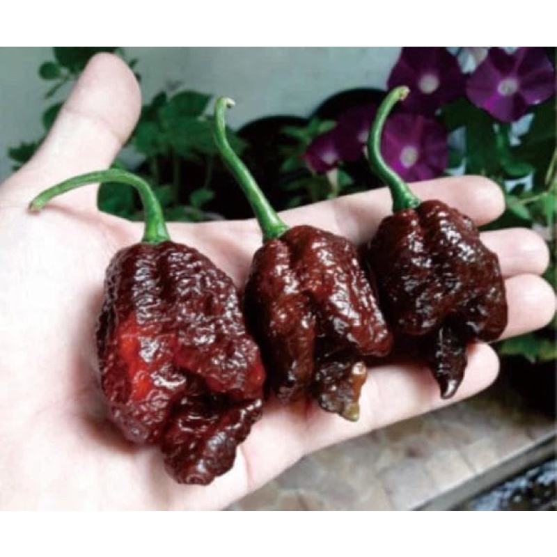 Jual Amefurashi 1 Bibit / Benih / Seeds Cabe Pedas Podzilla Chocolate ...