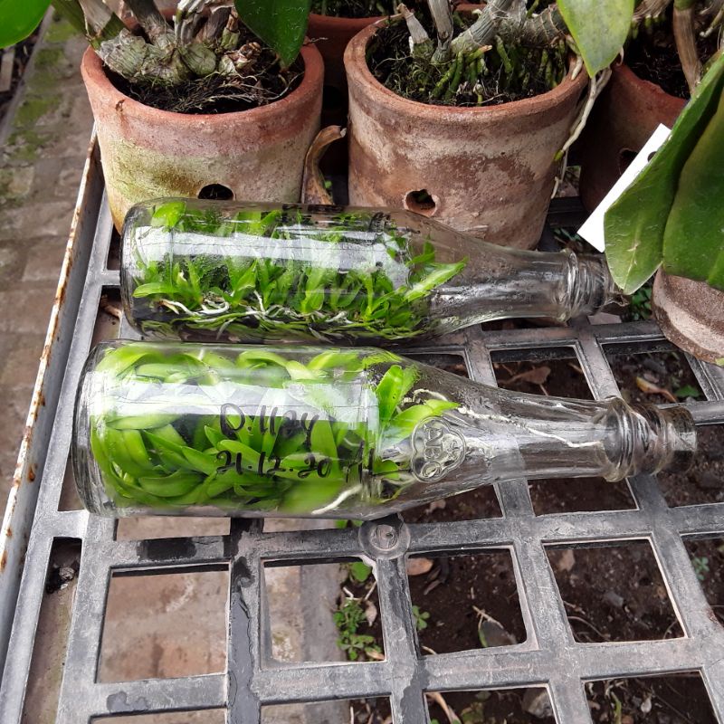 Jual anggrek botol botolan dendrobium keriting bukan anggrek bulan ...