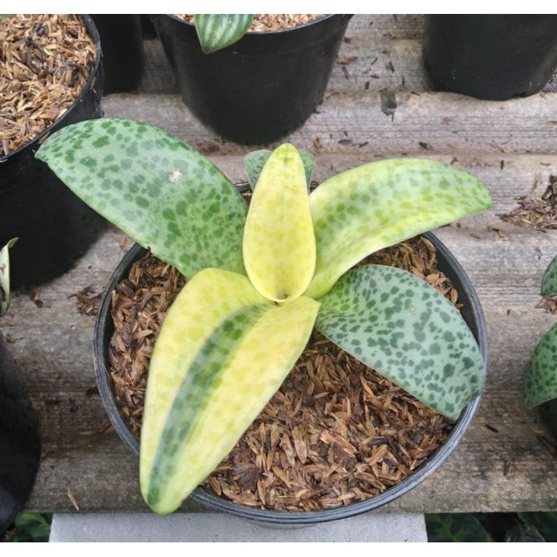 Jual Tanaman hias lidah katak - lidah katak - tanaman hias - bibit ...