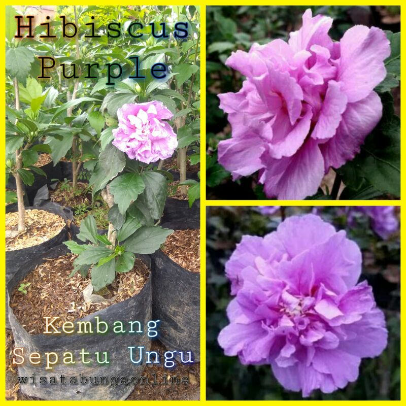 Jual Tanaman Hias Bunga Sepatu Ungu Tumpuk | Shopee Indonesia