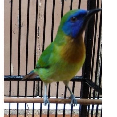 Jual Burung Cucak Kinoi Kinoy jantan (RantingEmas) | Shopee Indonesia