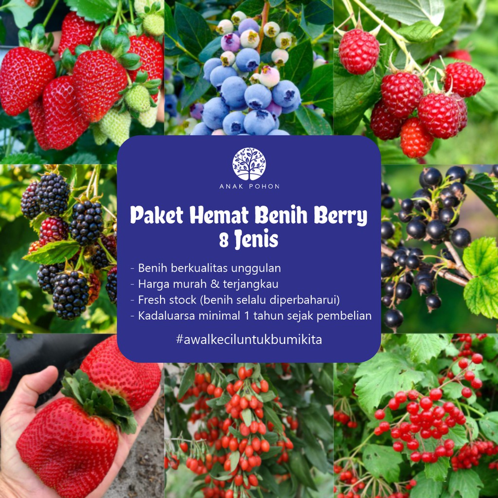 Jual PAKET HEMAT - Benih Buah Berry Berries Fruit 8 Jenis Seeds - Total ...
