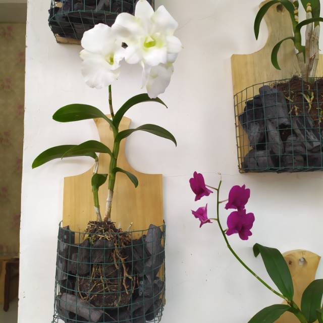 Jual Pot Dinding - Pot Kayu Anggrek Vintage Minimalis | Shopee Indonesia