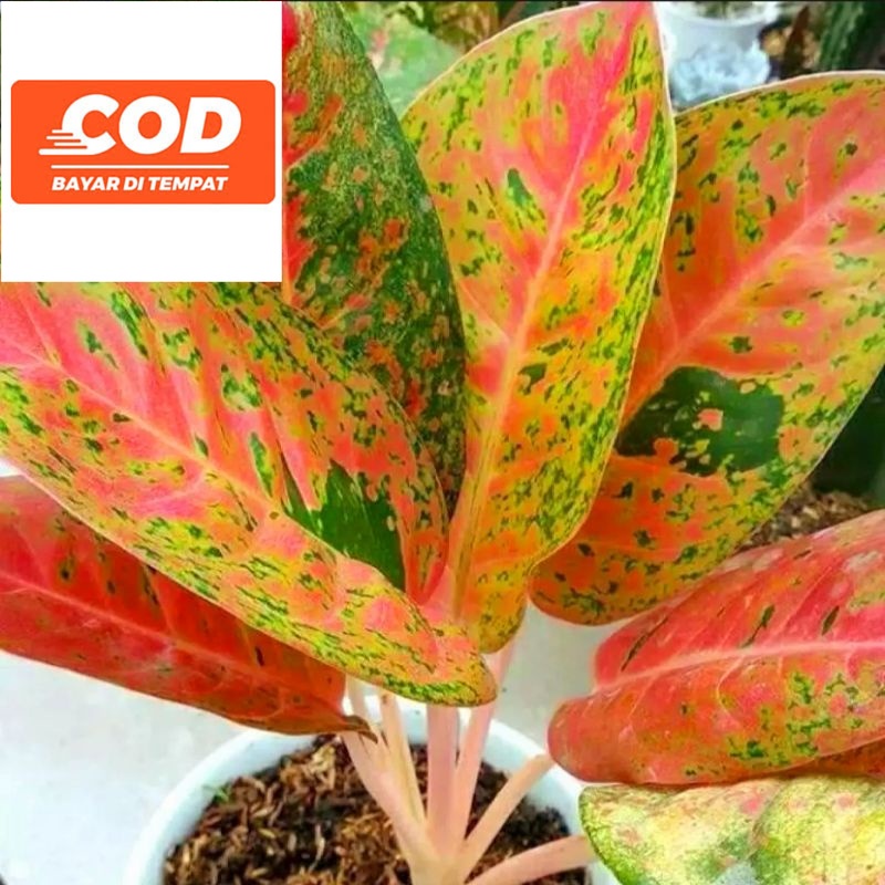 Jual Bunga Hidup Aglonema big roy cantik || BUKAN BONGGOL - tanaman ...