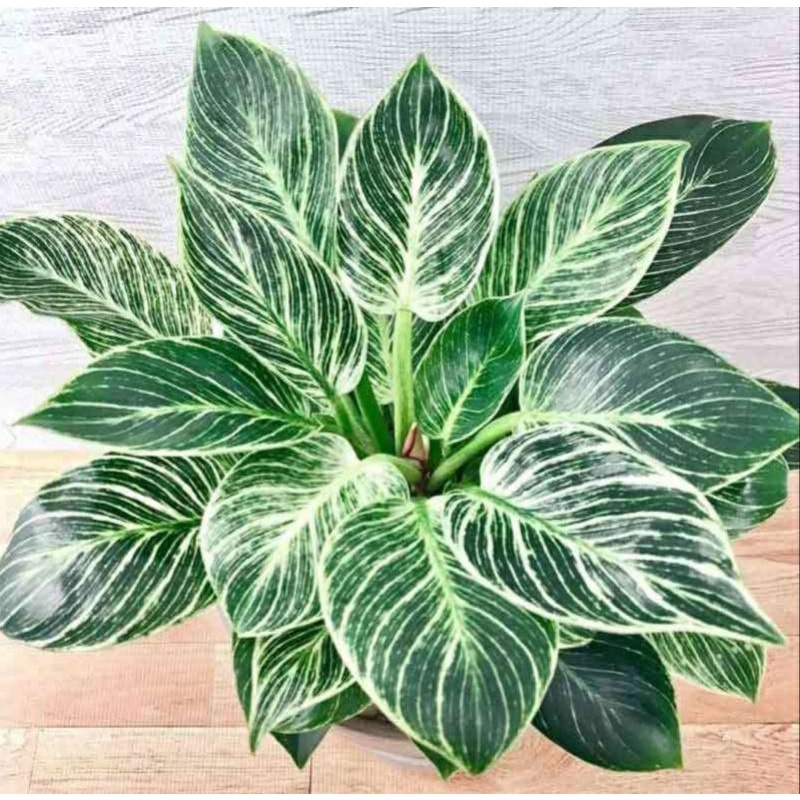 Jual Philodendron Birkin Pilo Birkin Pilo Varigata | Shopee Indonesia
