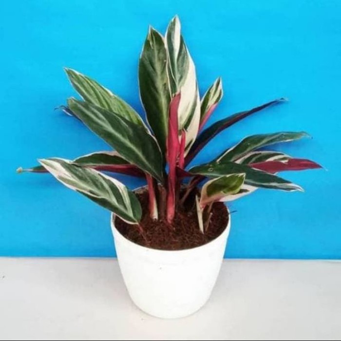 Jual tanaman hias variasi 7 jenis calathea | Shopee Indonesia