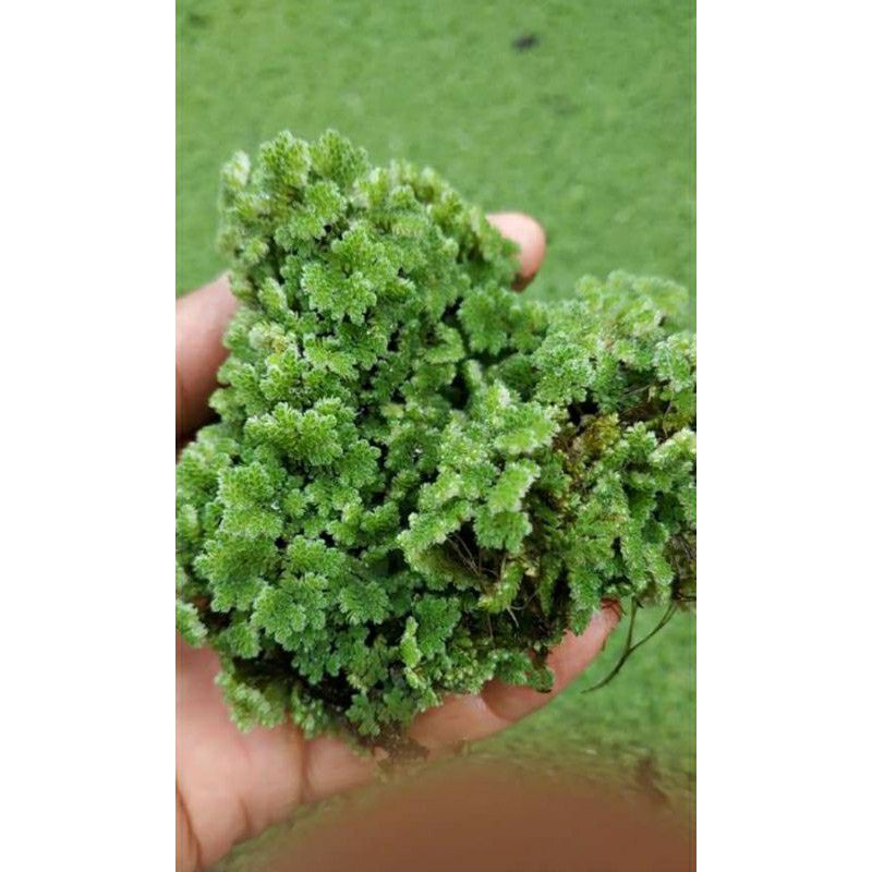 Jual bibit azolla microphyla 1kg pakan alternatif ternak | Shopee Indonesia