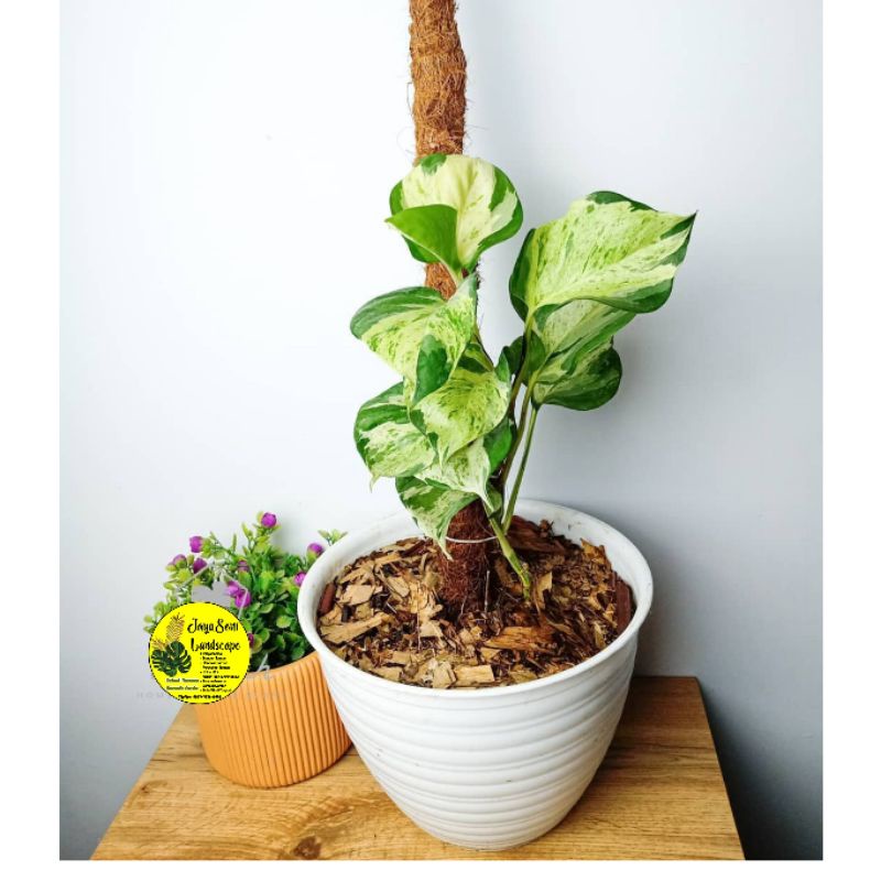 Jual TANAMAN HIAS EPIPREMNUM MANJULA VARIGATA + POT PUTIH DAN TURUS ... Jual TANAMAN HIAS EPIPREMNUM MANJULA VARIGATA + POT PUTIH DAN TURUS ...