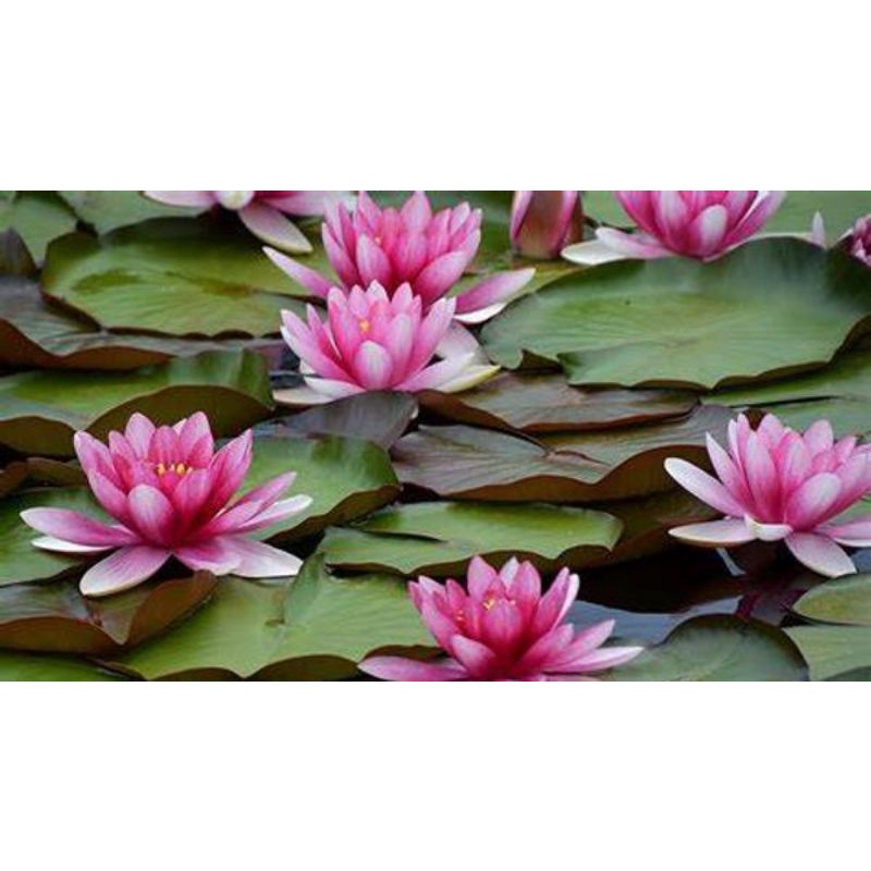 Jual bunga teratai per tangkai satuan | Shopee Indonesia