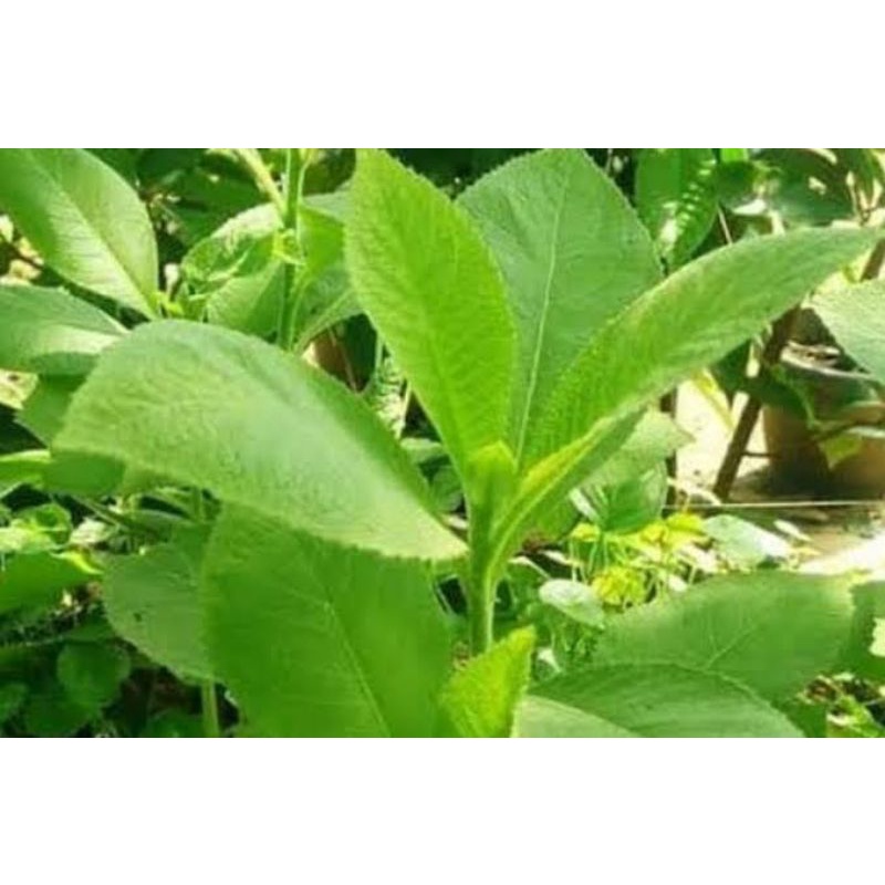 Jual Daun sembung bermanfaat bagus untuk kesehatan perlembar | Shopee ...