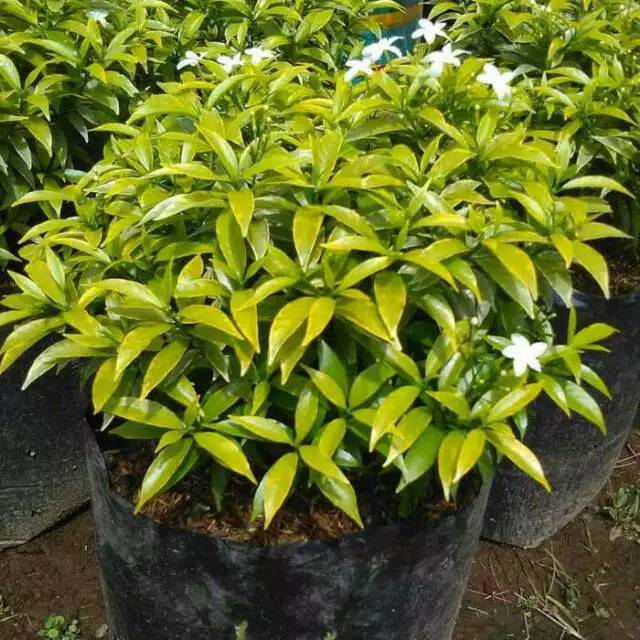 Jual Pohon rombosa | Shopee Indonesia