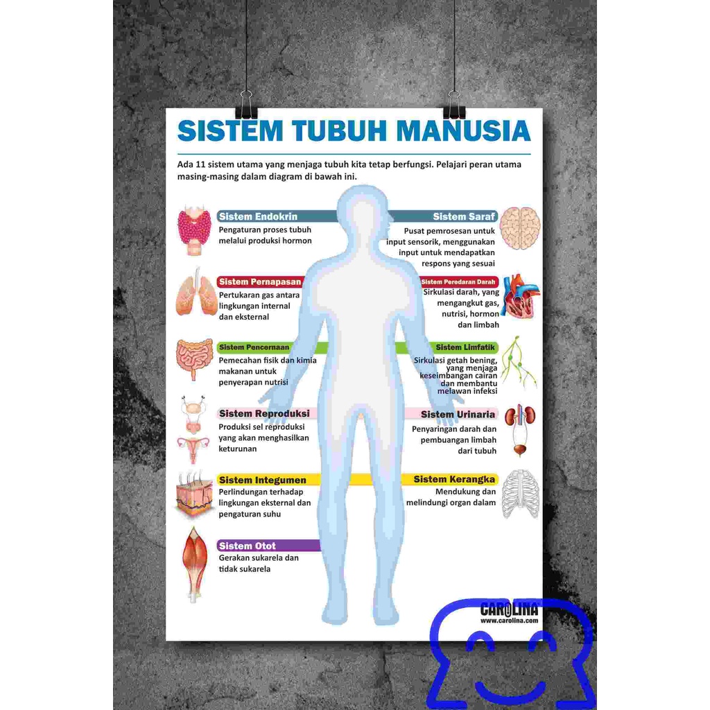 Jual 12 Poster sistem tubuh manusia, sistem endokrin, integumen ...