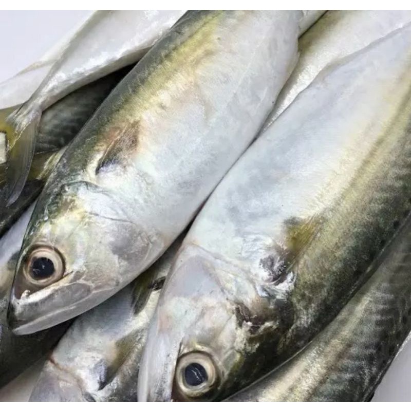 Jual Ikan Kembung Banjar Segar Fresh Frozen 1Kg Kembung Tangkapan ...