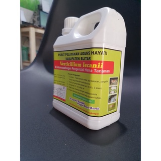 Jual Agen Hayati Cendawan Entomopatogen Verticillium Lecanii Pengendali ...