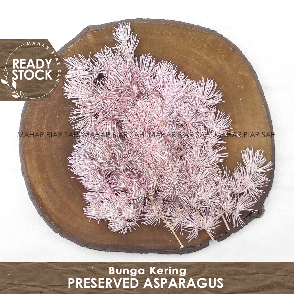 Jual RS 5 Gram Preserved Asparagus / Asparagus Bintang / Asparagus ...