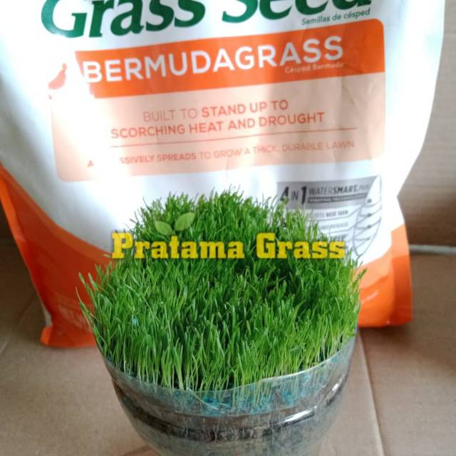 Jual Benih Rumput Jepang - Bibit Rumput Jepang - Biji Rumput Jepang ...