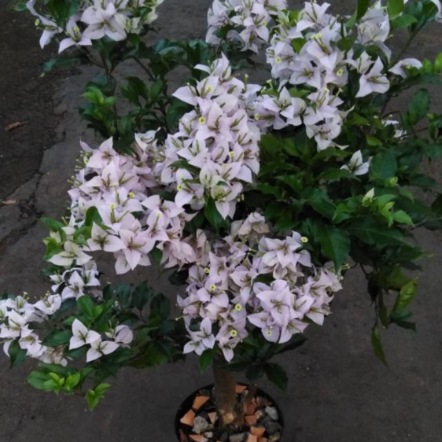 Jual bugenvil bougainvillea sakura pink besar | Shopee Indonesia