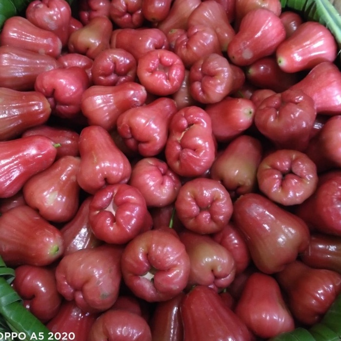 Jual Jambu Air Citra Red Manis Fresh Segar | Shopee Indonesia