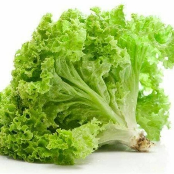 Jual SELADA KERITING (pack ± 250gr) | Shopee Indonesia